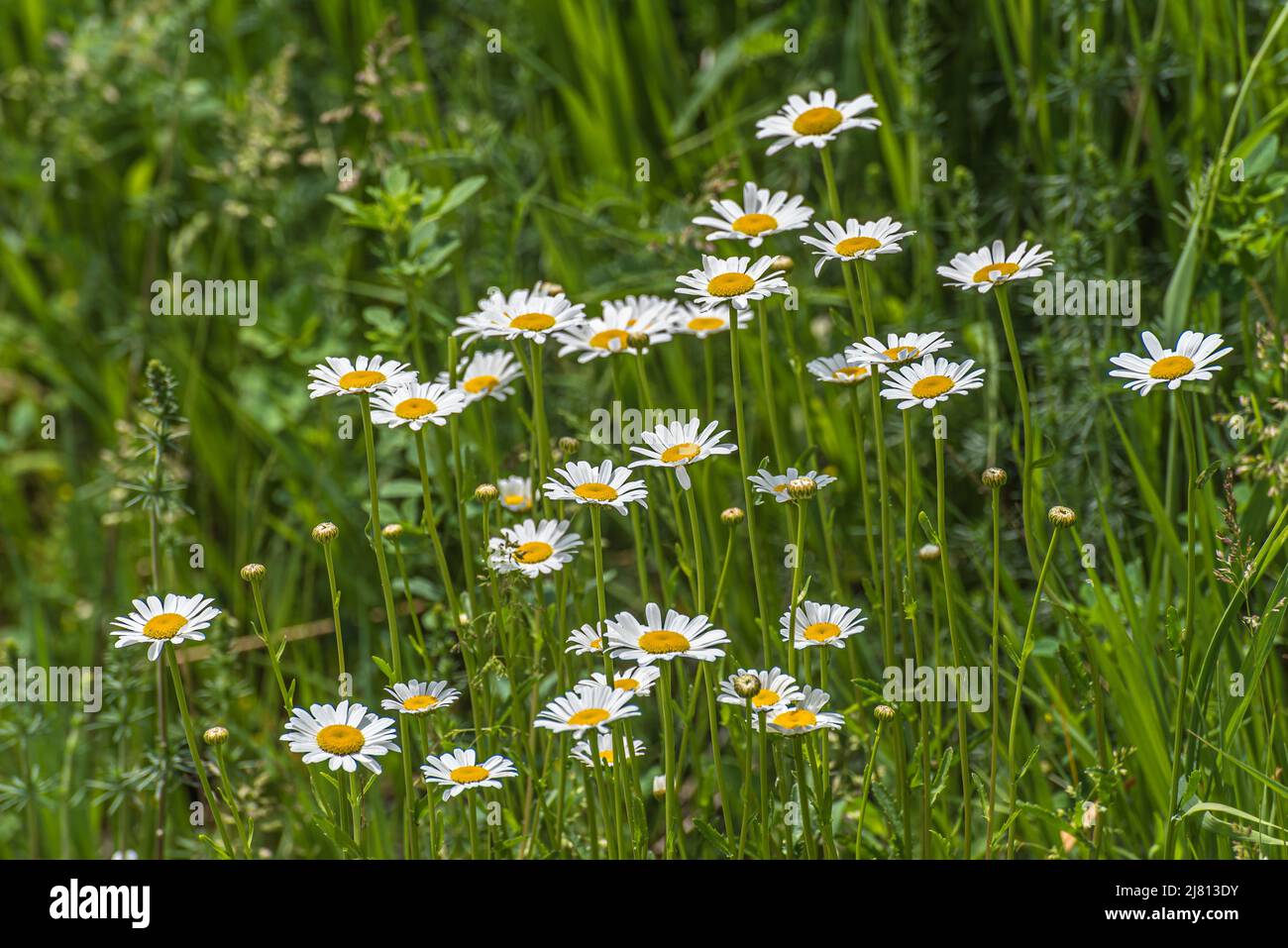 Shasta Daisy flowers. Leucanthemum x superbum Stock Photo - Alamy