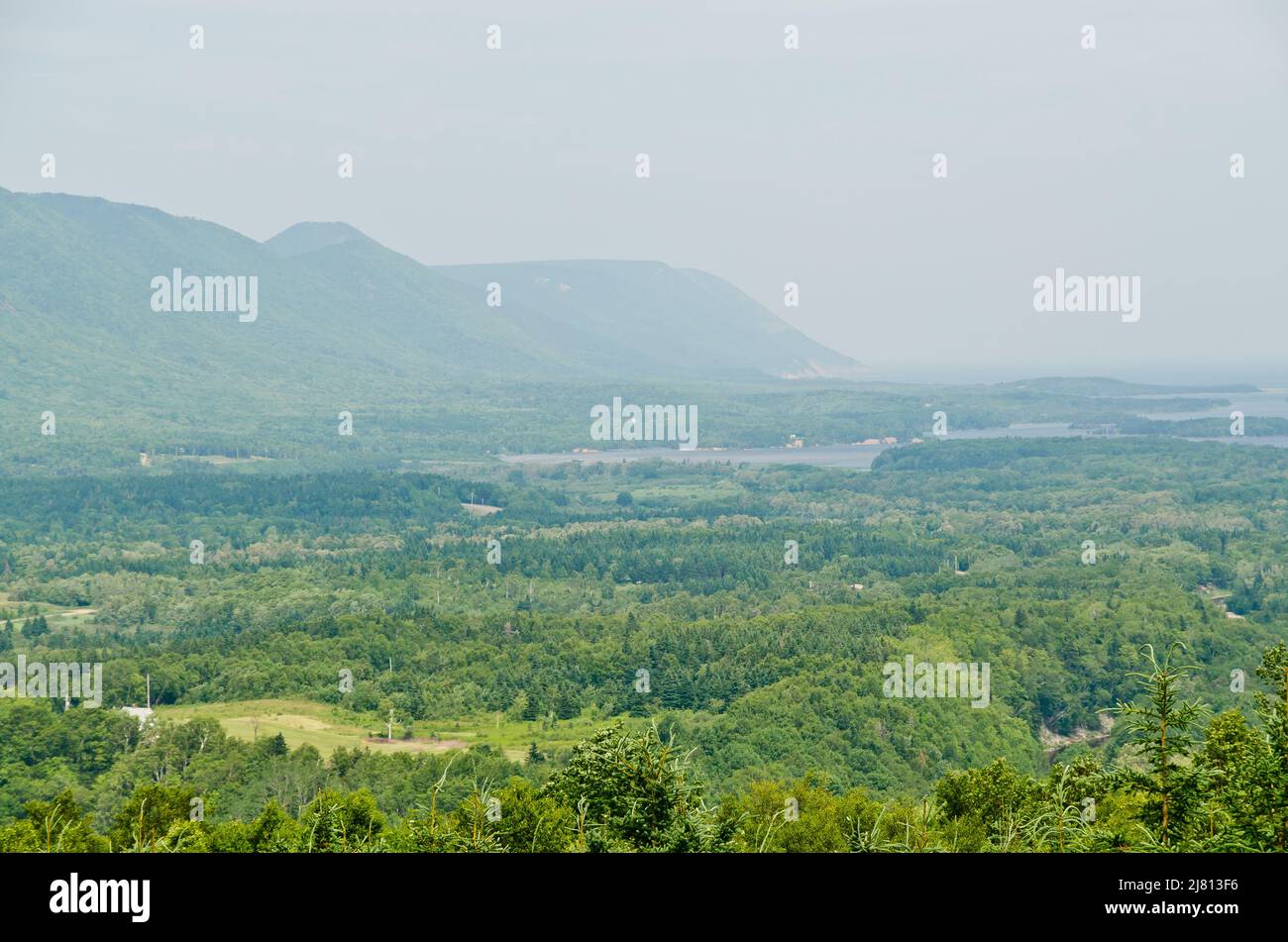Spruce forest in the Cape Breton Highlands National Park Stock Photo ...