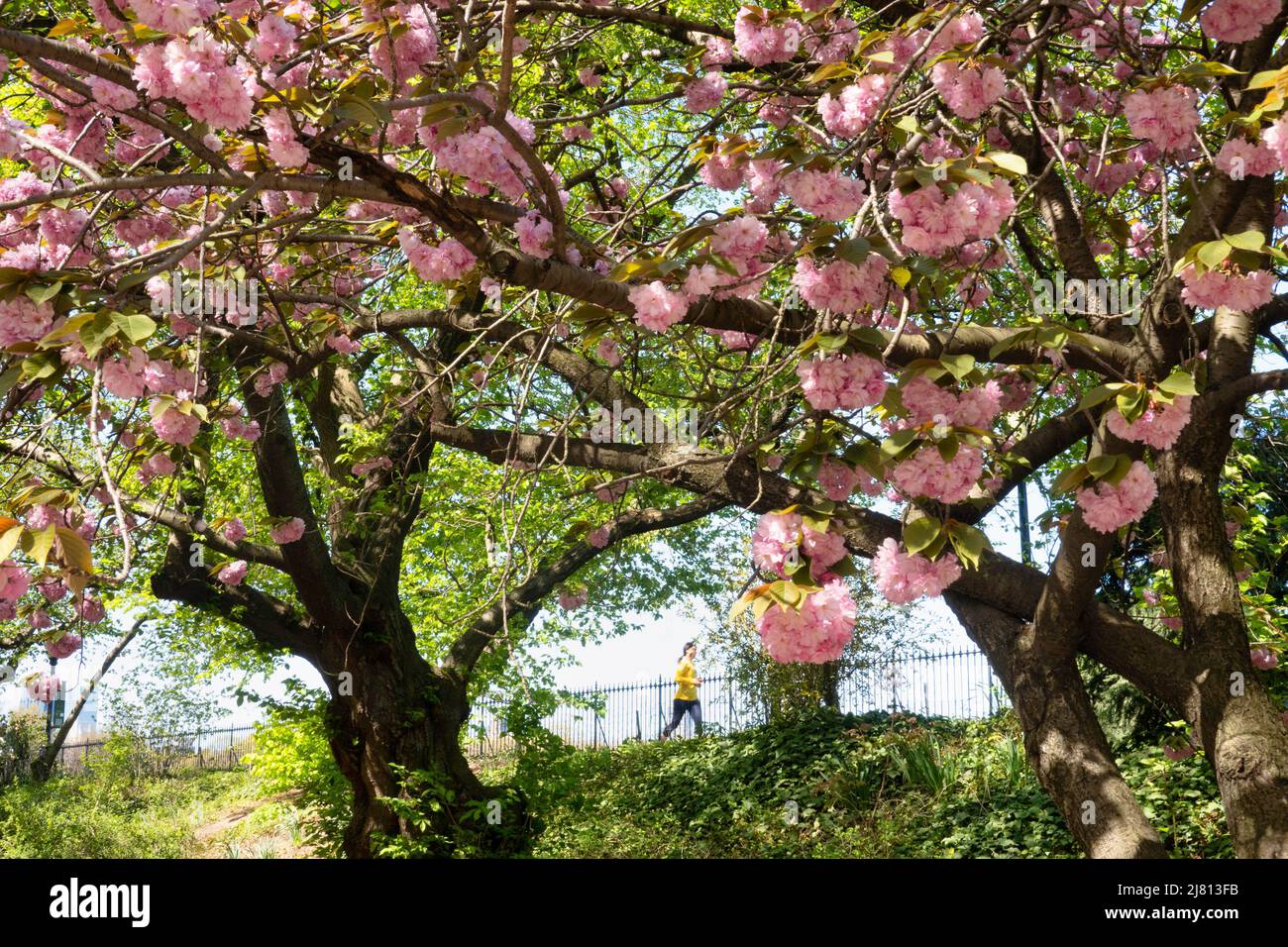 The Stephanie and Fred Shuman Running Track in Central Park is popular ...