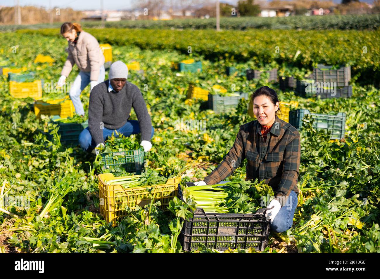 Smiling Asian woman vegetable grower picking crop of celery on farm ...