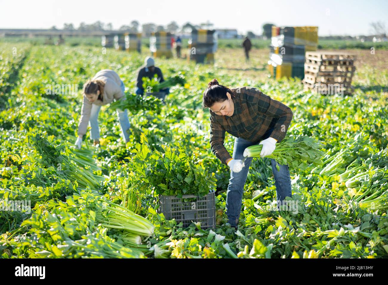 Asian woman farm worker harvesting celery on field in spring Stock Photo - Alamy