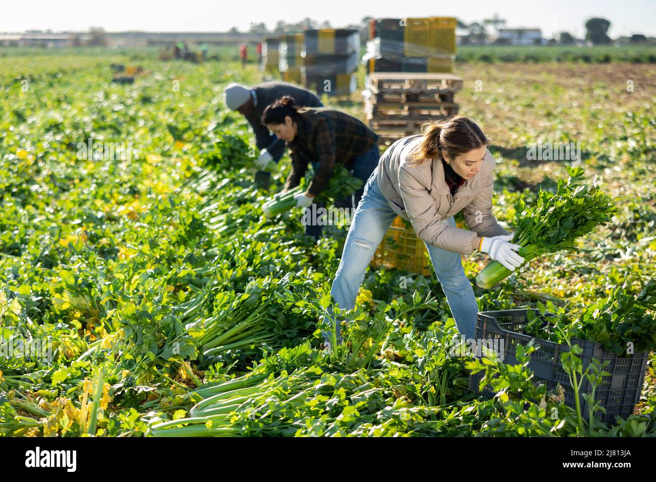 Woman picking fresh celery with co-workers on vegetable field Stock Photo - Alamy