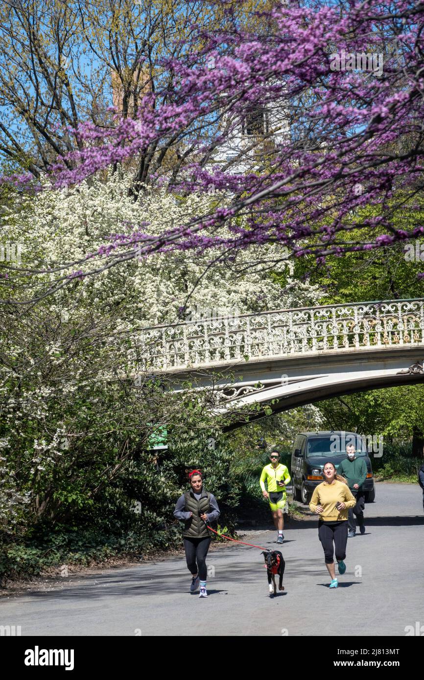 Bridge No. 27 in Central Park is beautiful in springtime, NYC 2022 ...