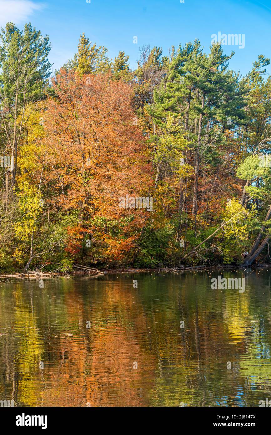 Blue sky over forest lake and colorful trees Stock Photo - Alamy
