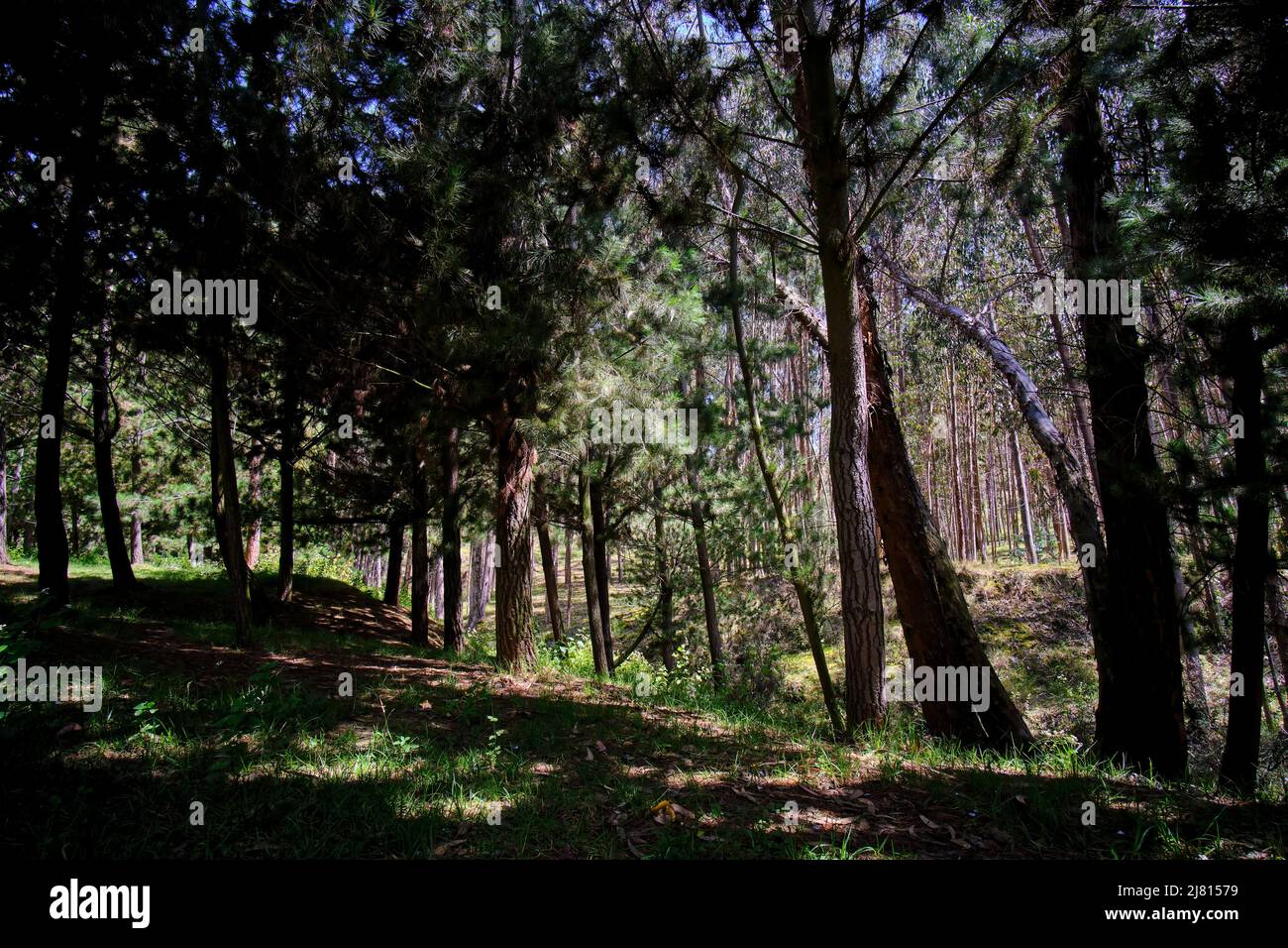 Pine forest (Pinus radiata) in the Andean mountains, mature plantation ...