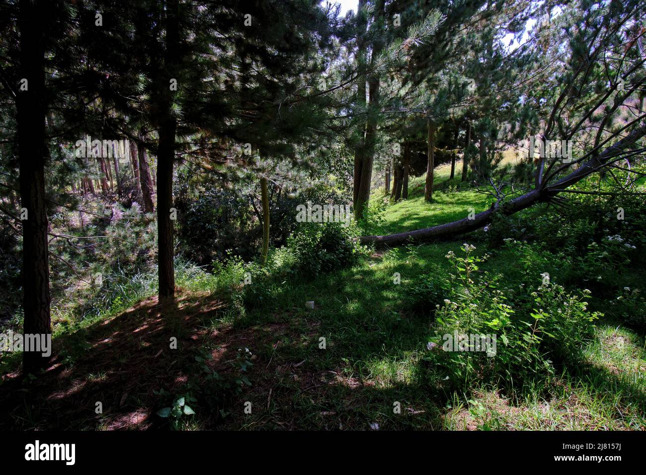 Pine forest (Pinus radiata) in the Andean mountains, mature plantation ...