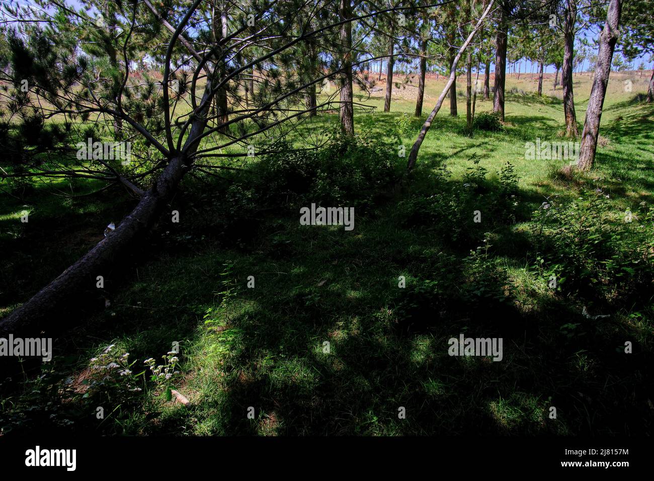 Pine forest (Pinus radiata) in the Andean mountains, mature plantation ...