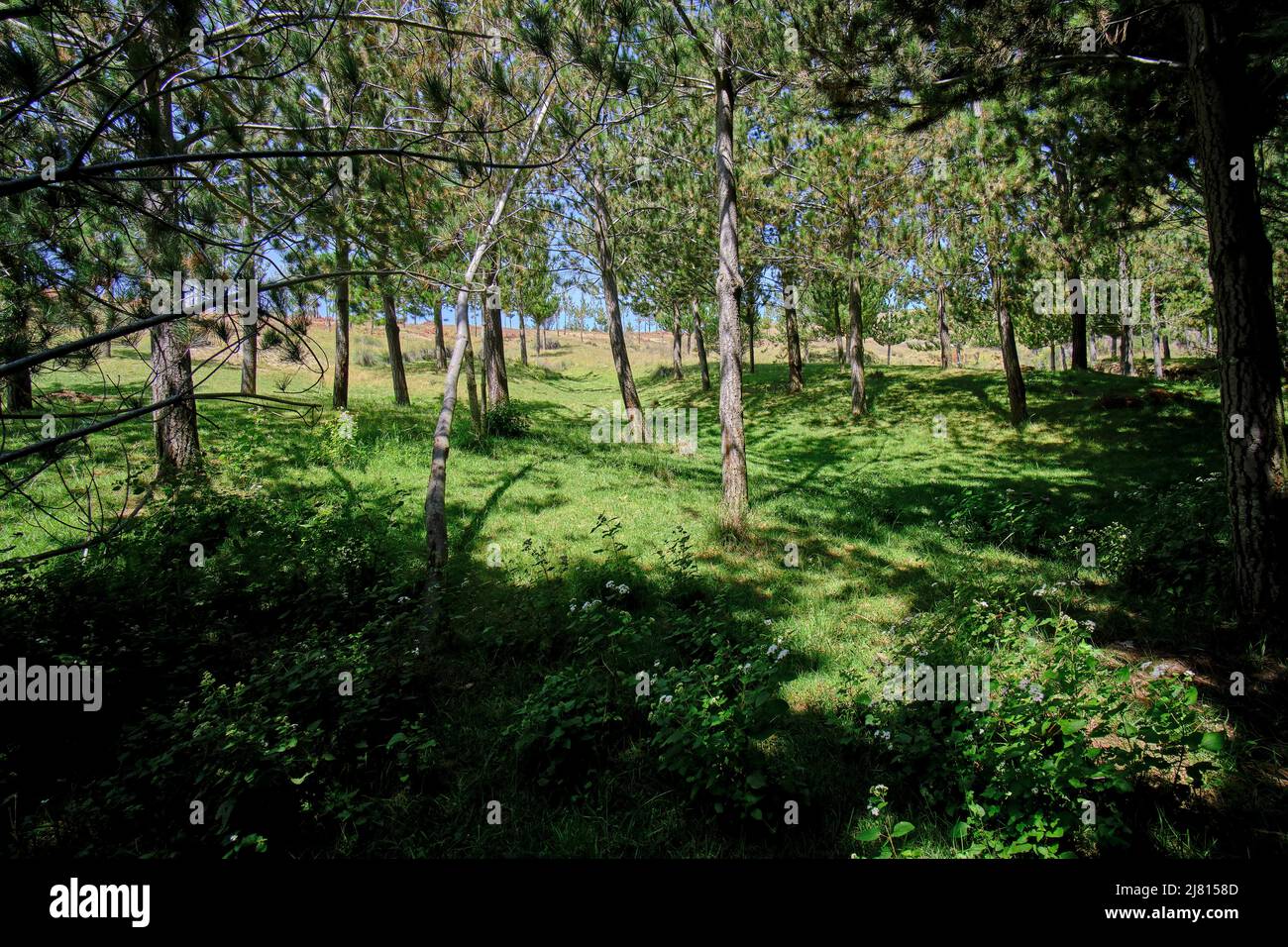 Pine forest (Pinus radiata) in the Andean mountains, mature plantation ...