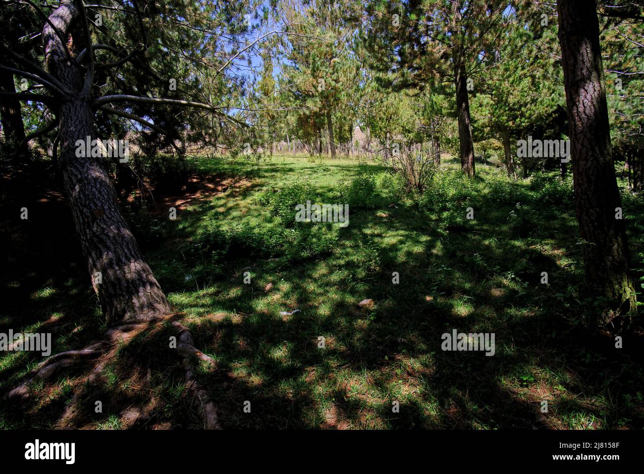 Pine forest (Pinus radiata) in the Andean mountains, mature plantation ...