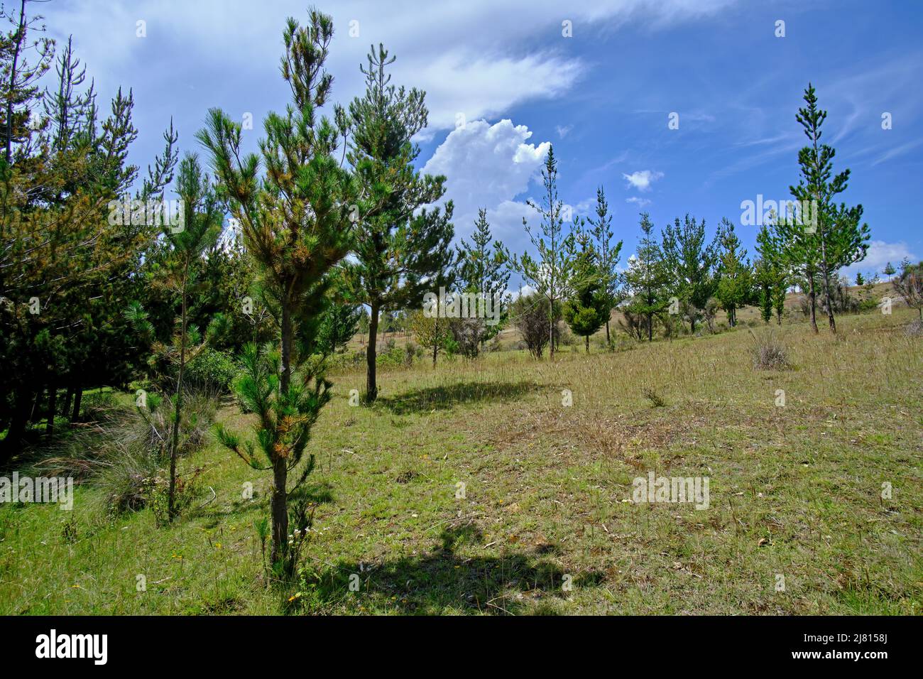 Pine forest (Pinus radiata) in the Andean mountains, mature plantation ...