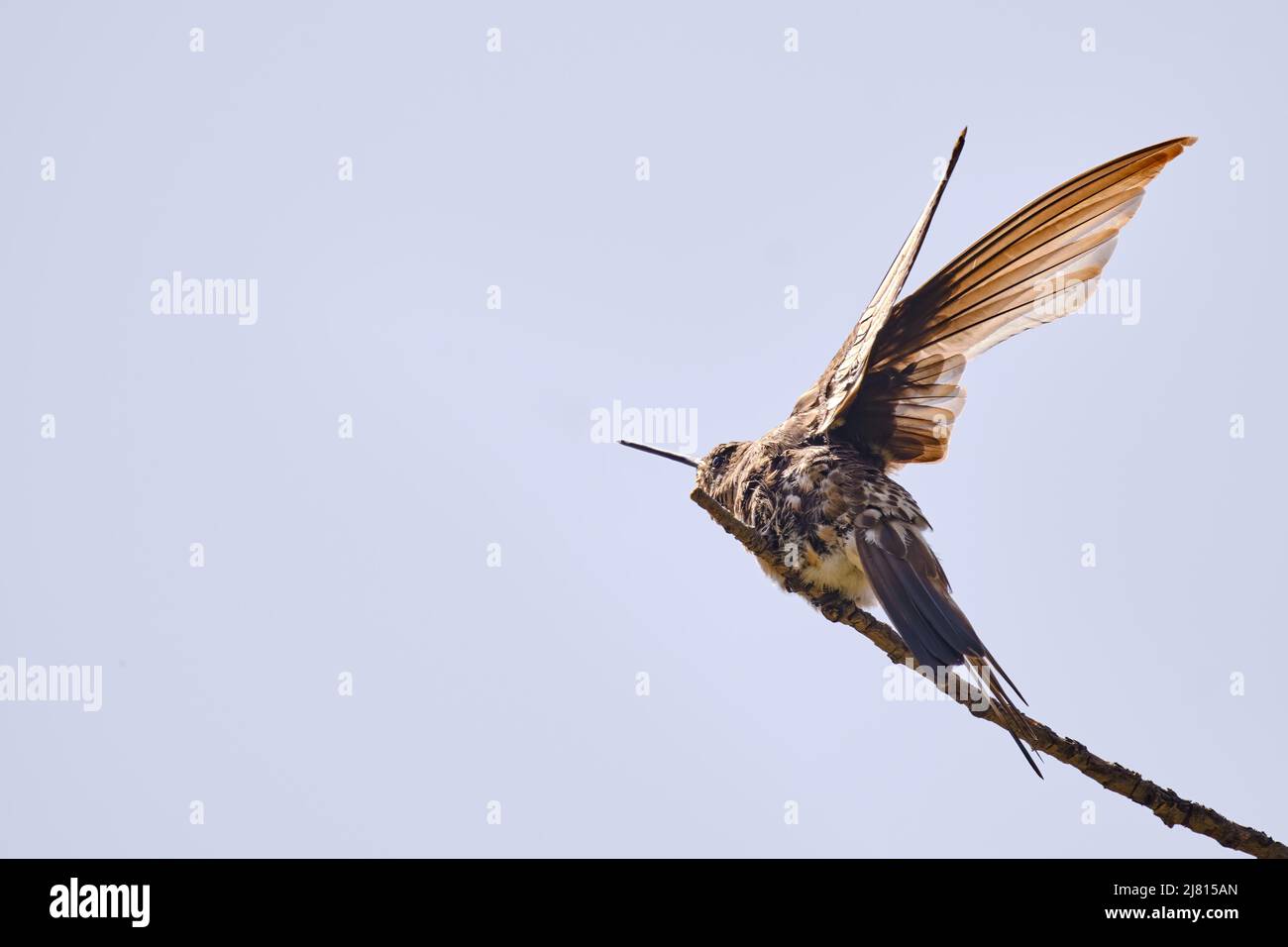 Giant Hummingbird (Patagona gigas), beautiful solitary specimen resting ...