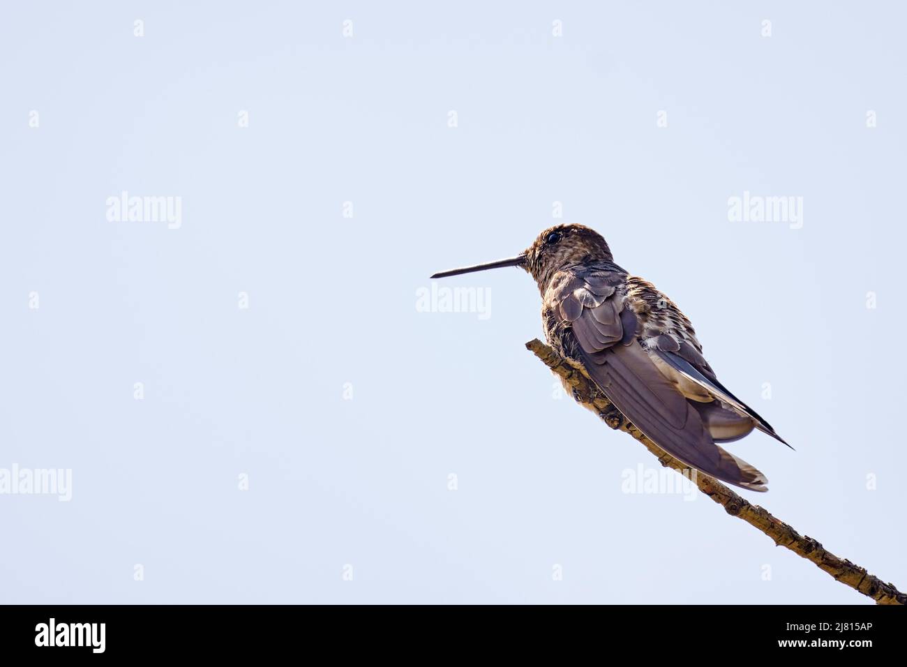 Giant Hummingbird (Patagona gigas), beautiful solitary specimen resting ...
