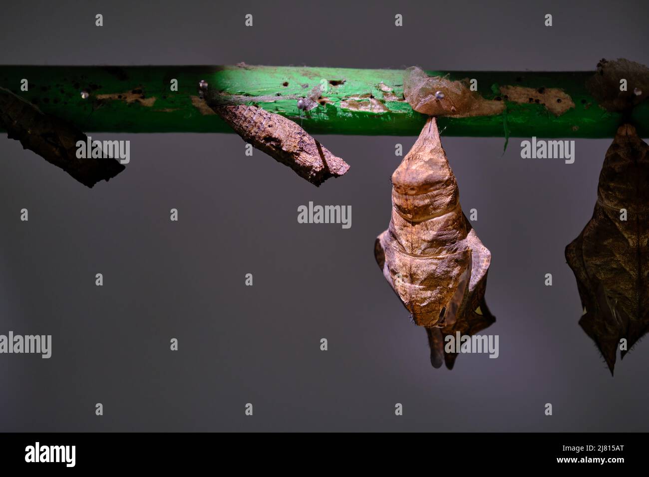 Pupa hanging hi-res stock photography and images - Alamy
