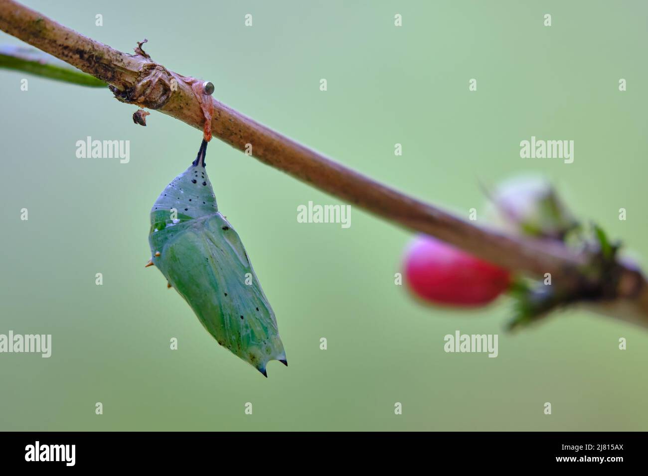Butterfly chrysalis or pupa hanging on a branch Stock Photo - Alamy