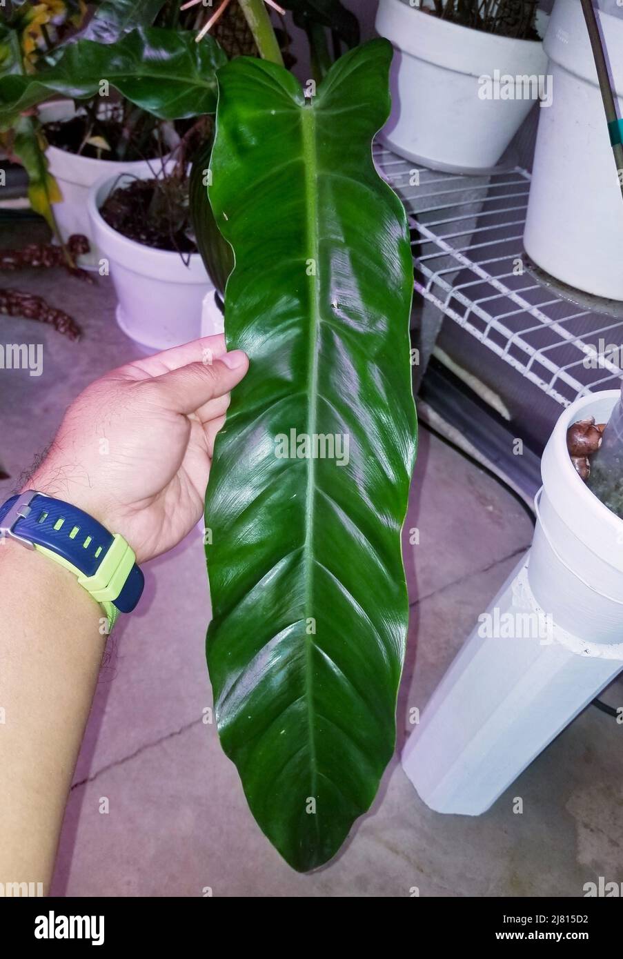Beautiful long and shiny green leaf of Philodendron Longilaminatum Aff ...