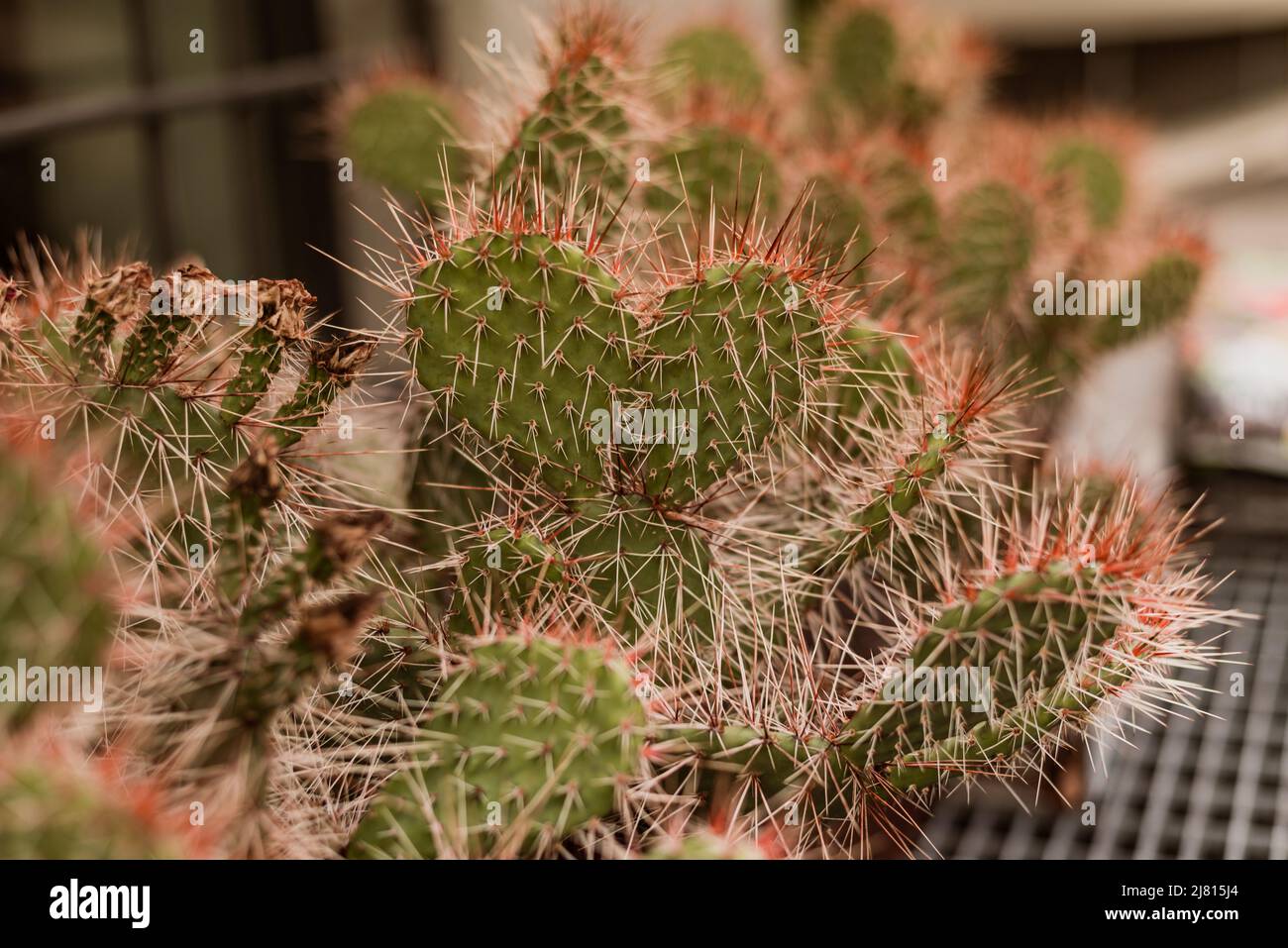 Cactus shape hi-res stock photography and images - Alamy
