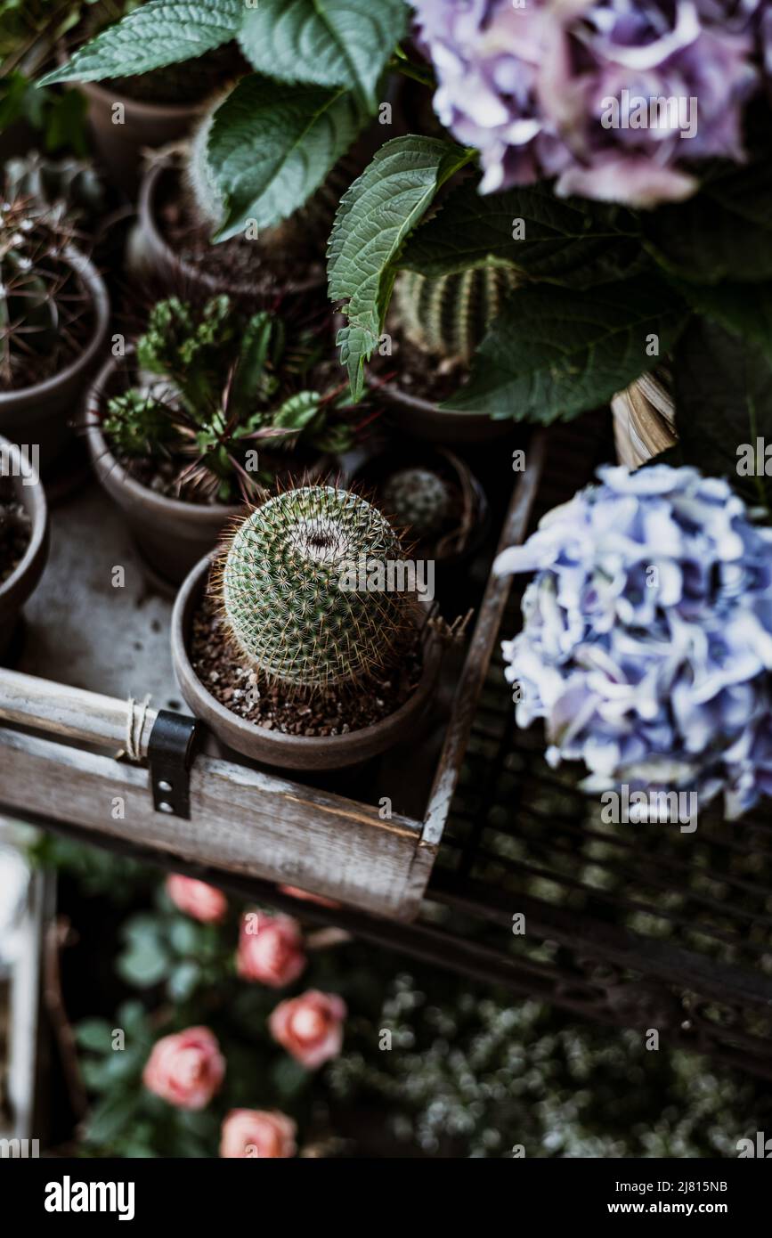 Cactus lovers hi-res stock photography and images - Alamy