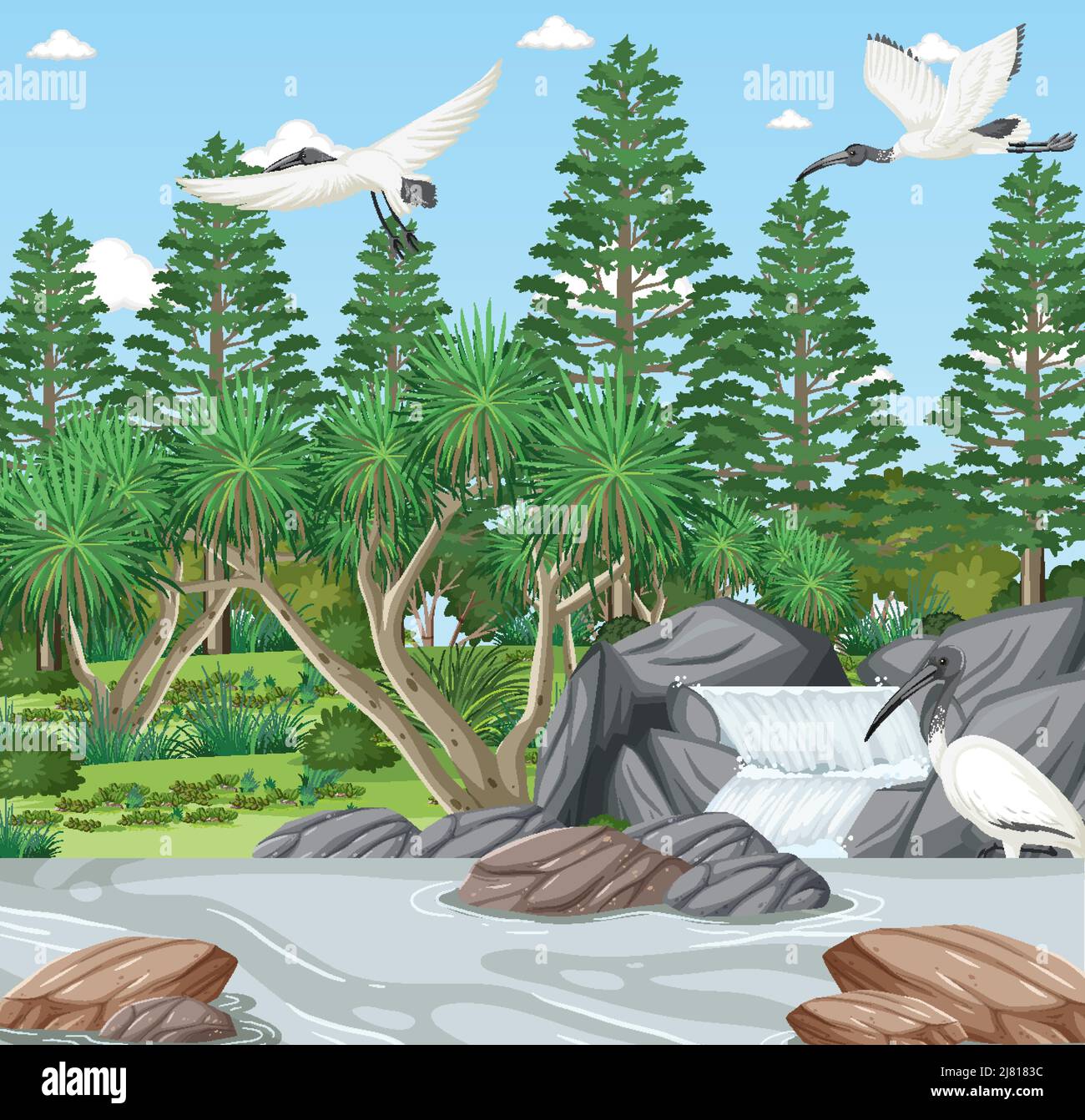 Australian white ibis group in the forest illustration Stock Vector ...