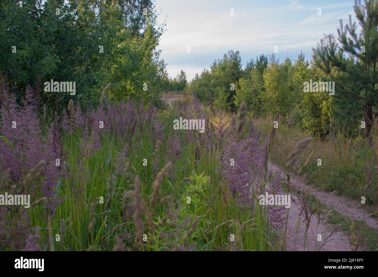 Sand Road In The Field Stock Photo - Alamy