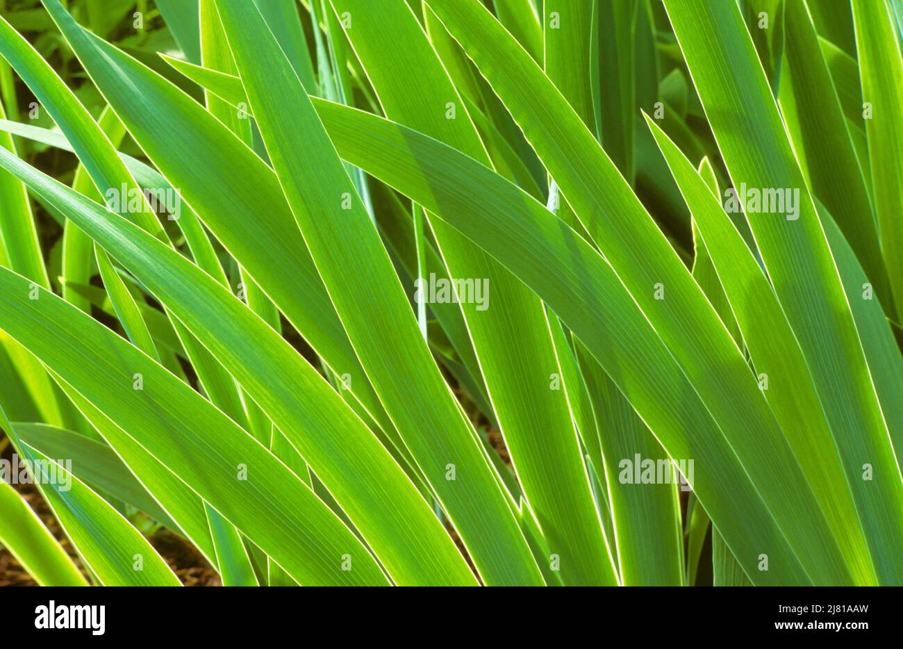 Iris leaves (Iris germanica Stock Photo - Alamy