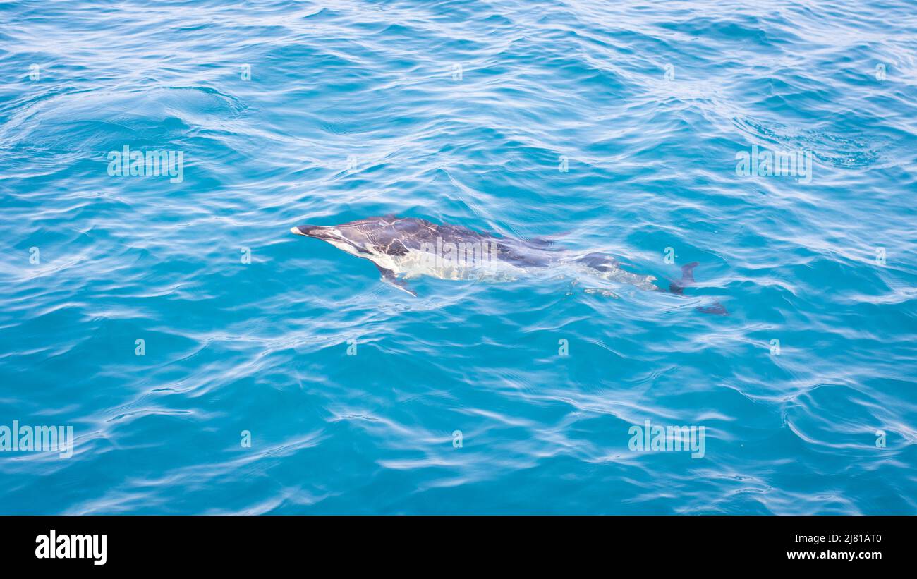 Sea boat ride with dolphins in the sea. The concept of seaside ...
