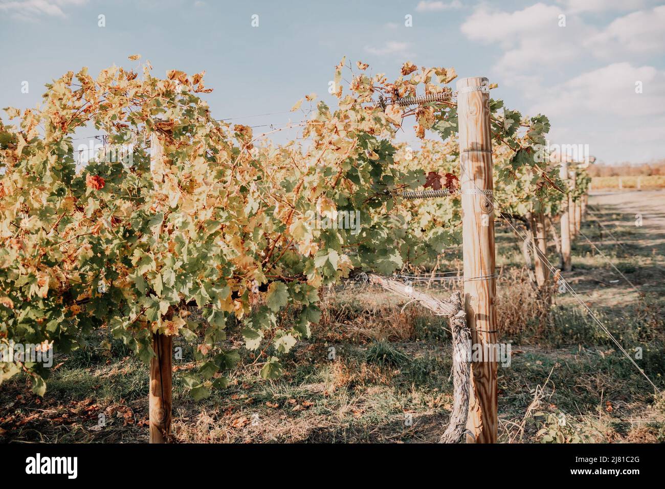 Bright autumn red orange yellow grapevine leaves at vineyard in warm ...