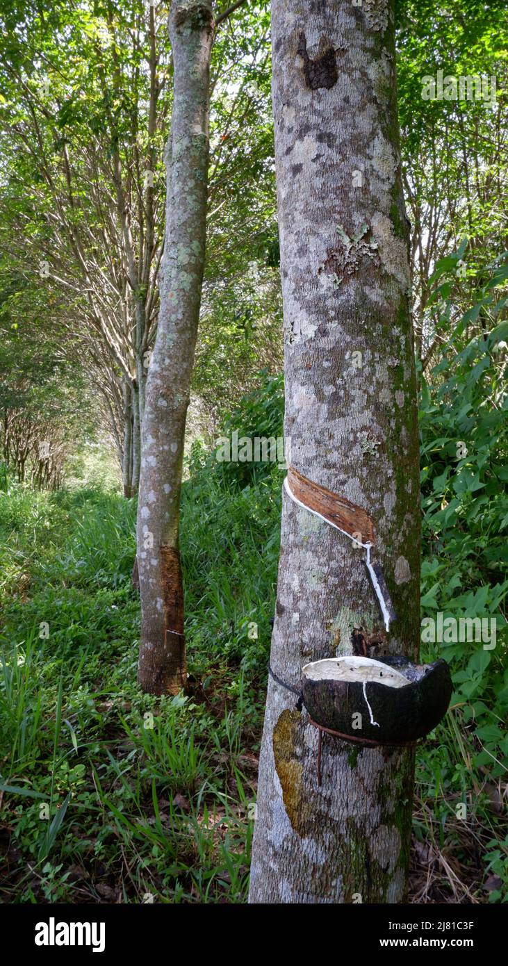 Rubber Tree Plantation Stock Photo - Alamy