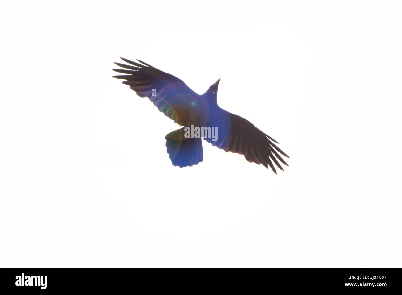 Flying Hawk Silhouette