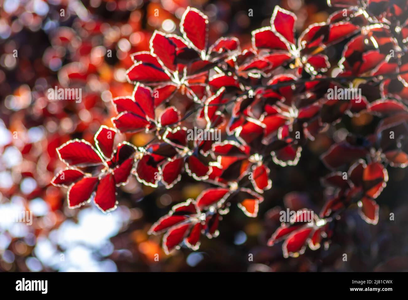 Colorful leaves of a copper beech in autumn and fall shine bright in ...