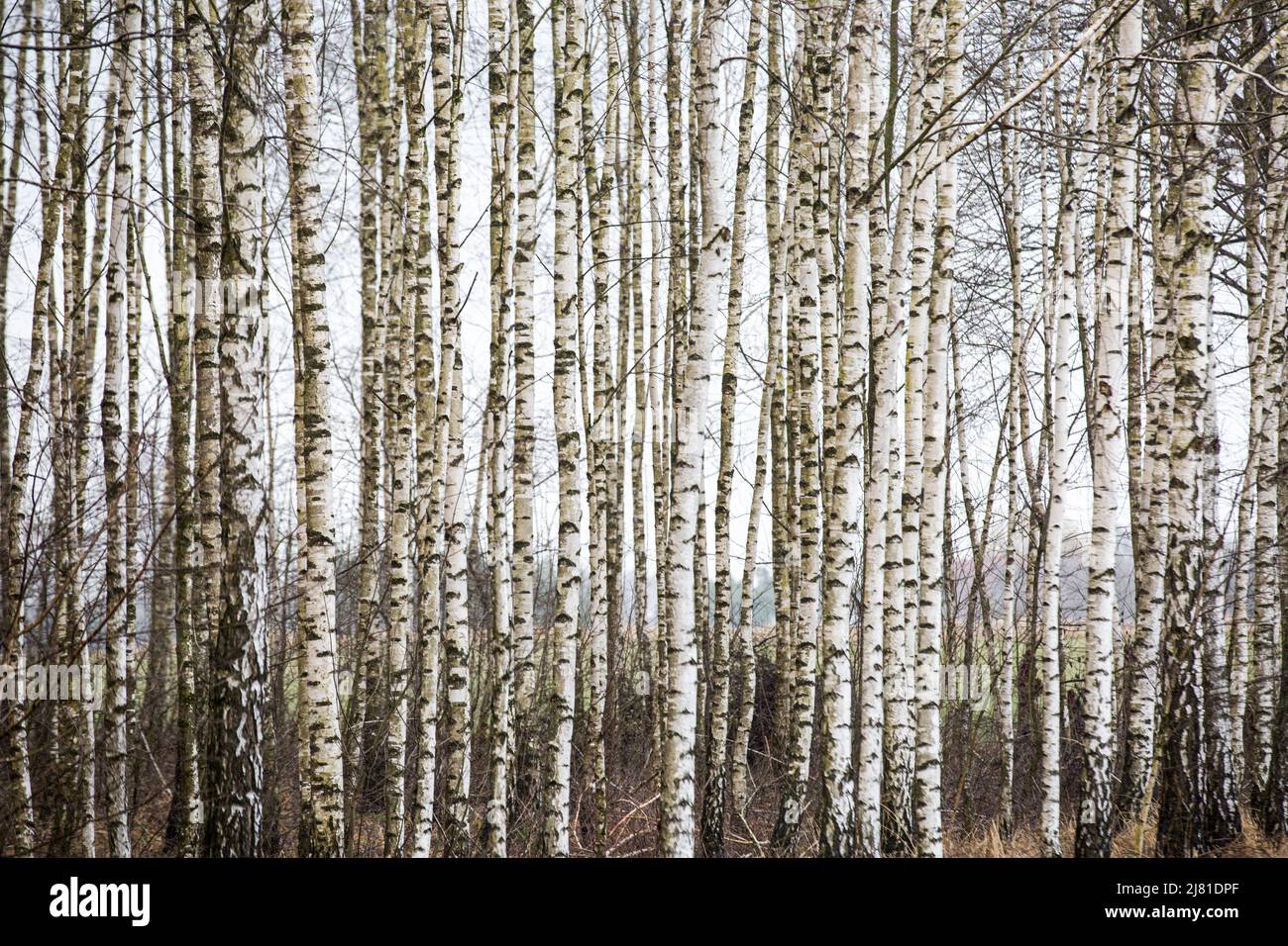 Michalowka, Poland. 02nd Apr, 2022. A view of the birch grove in ...