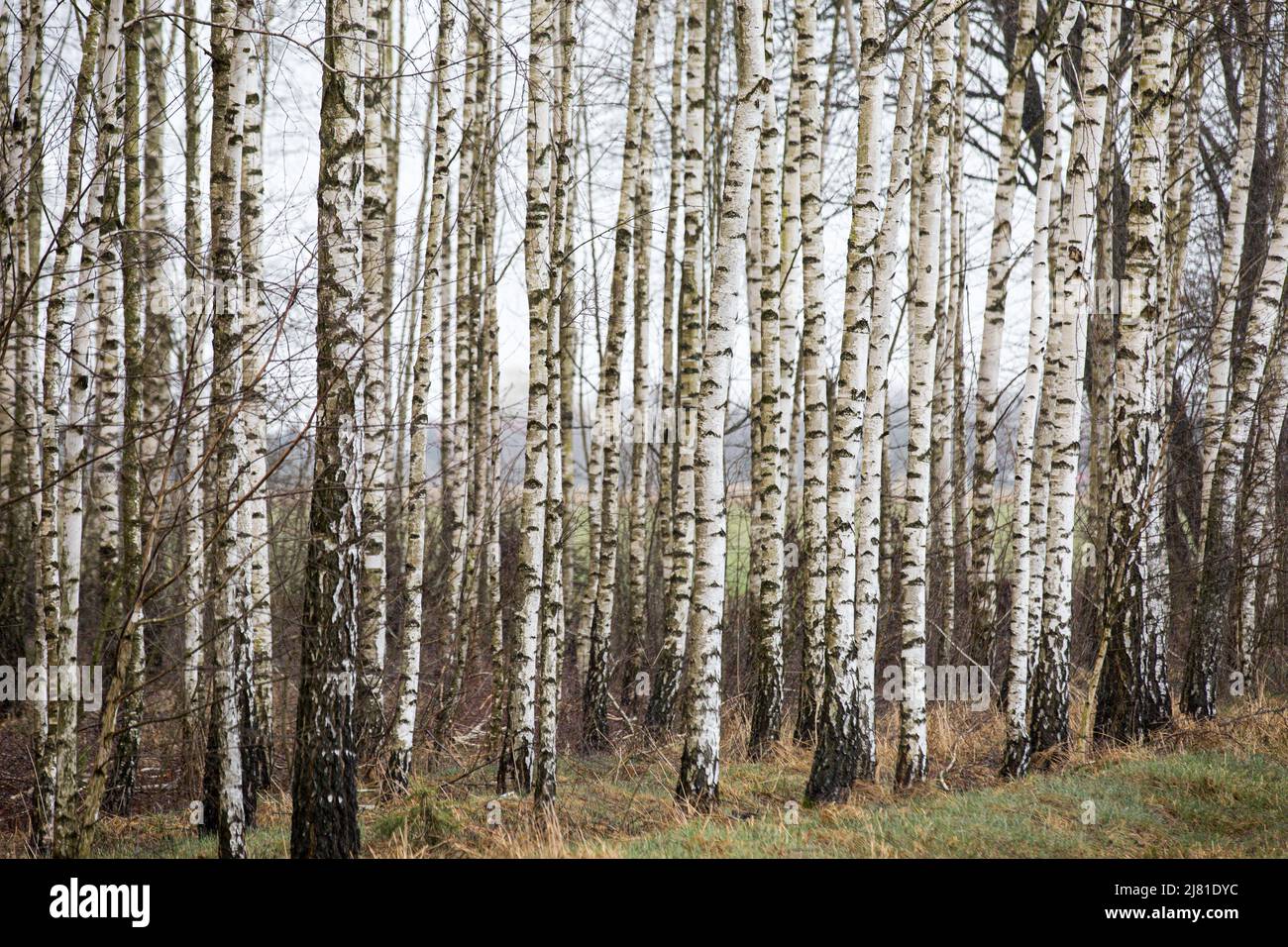 Michalowka, Poland. 2nd Apr, 2022. A view of the birch grove in ...