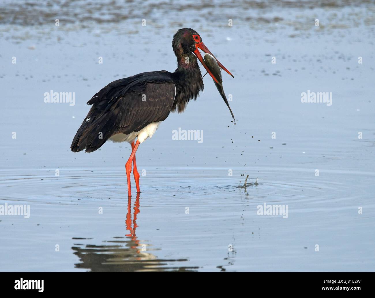 Stork legs hi-res stock photography and images - Alamy