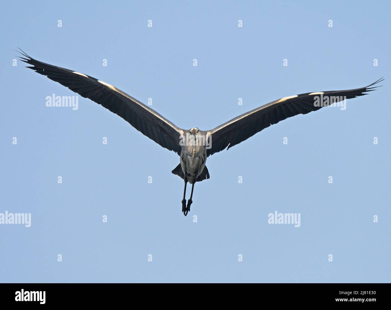 Grey heron flying - frontal Stock Photo - Alamy