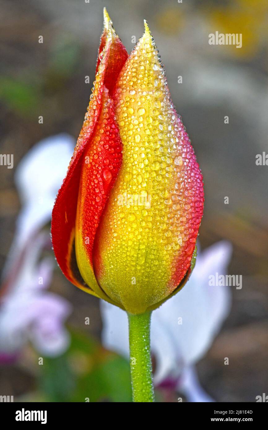 Tulipa sharonensis hi-res stock photography and images - Alamy