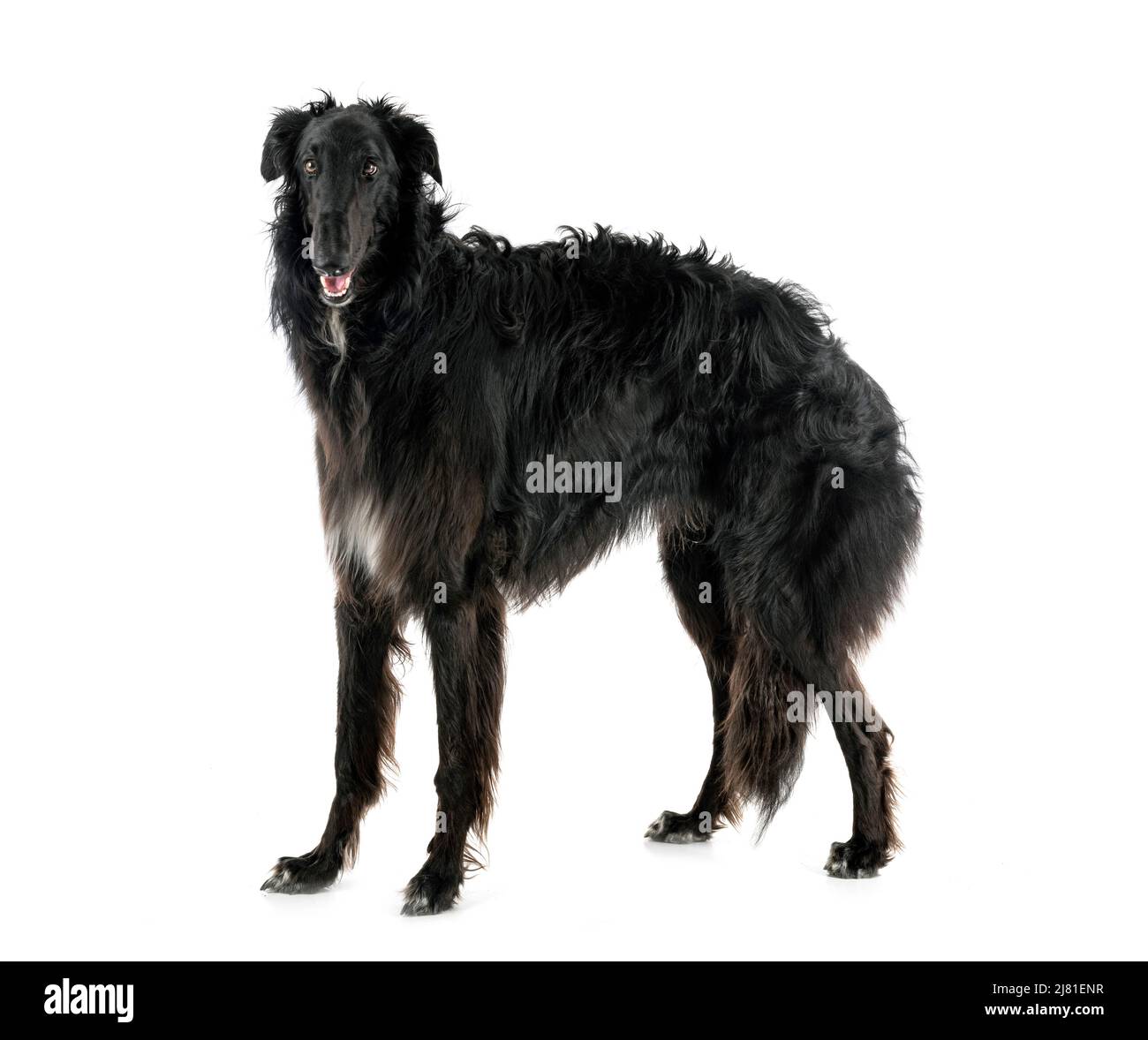 young borzoi in front of white background Stock Photo - Alamy