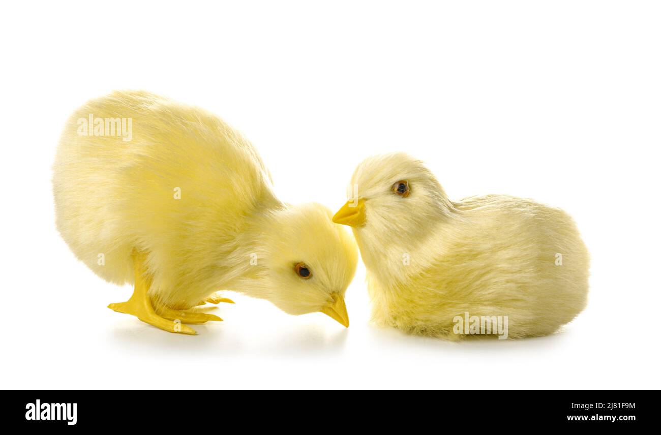 Cute yellow chickens isolated on white Stock Photo - Alamy