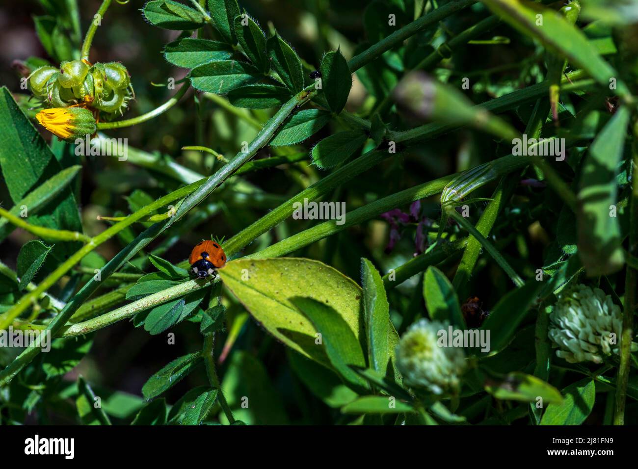 Little red ladybug hi-res stock photography and images - Alamy