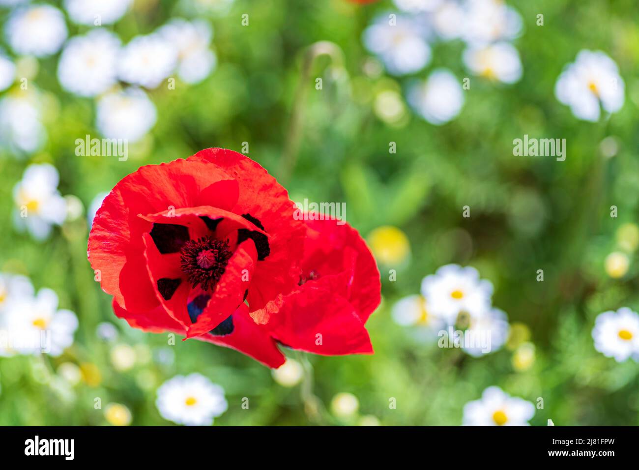 Israel spring flower red poppy hi-res stock photography and images - Alamy