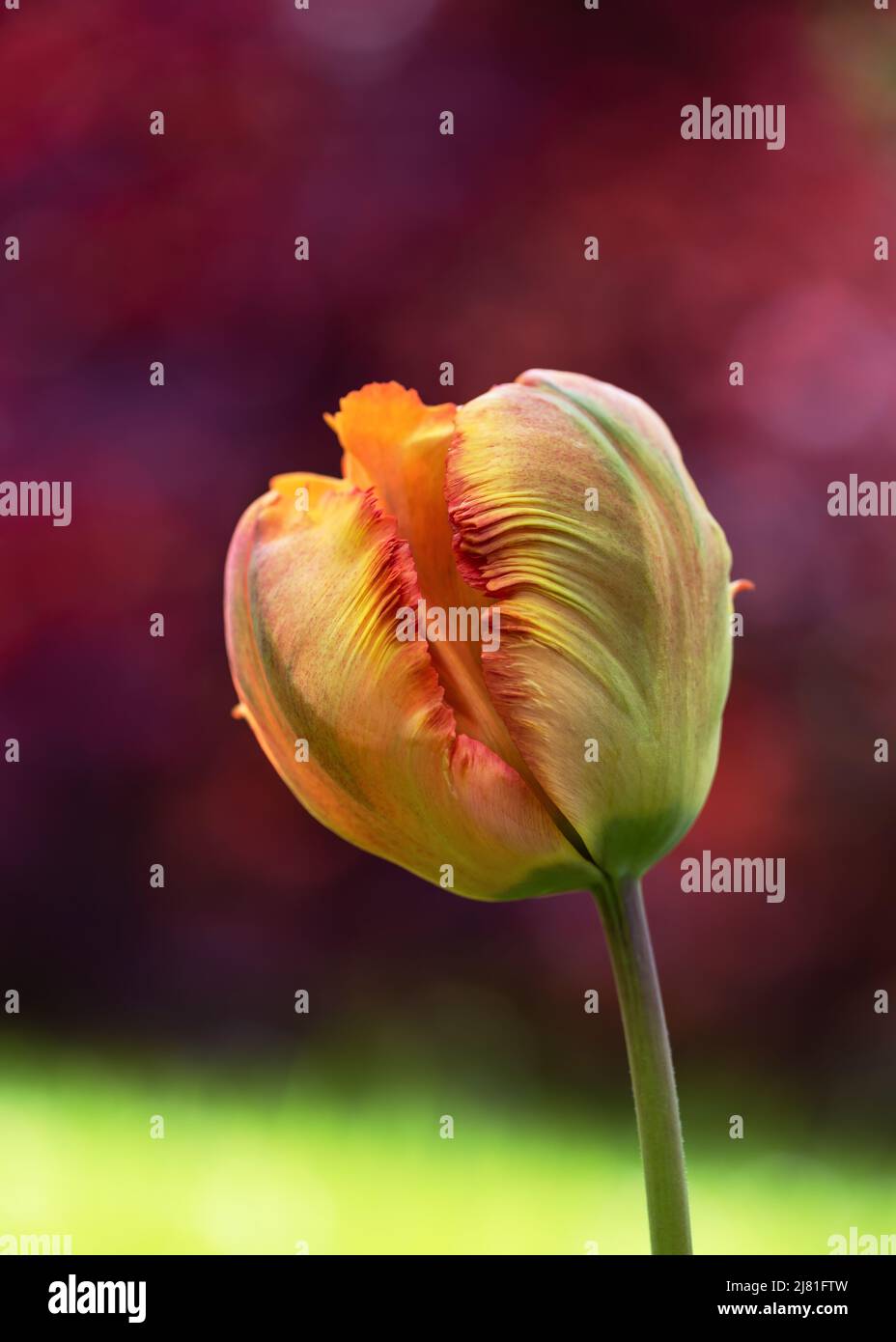 Orange, yellow Parrot tulip flower with their ruffled and feathered ...
