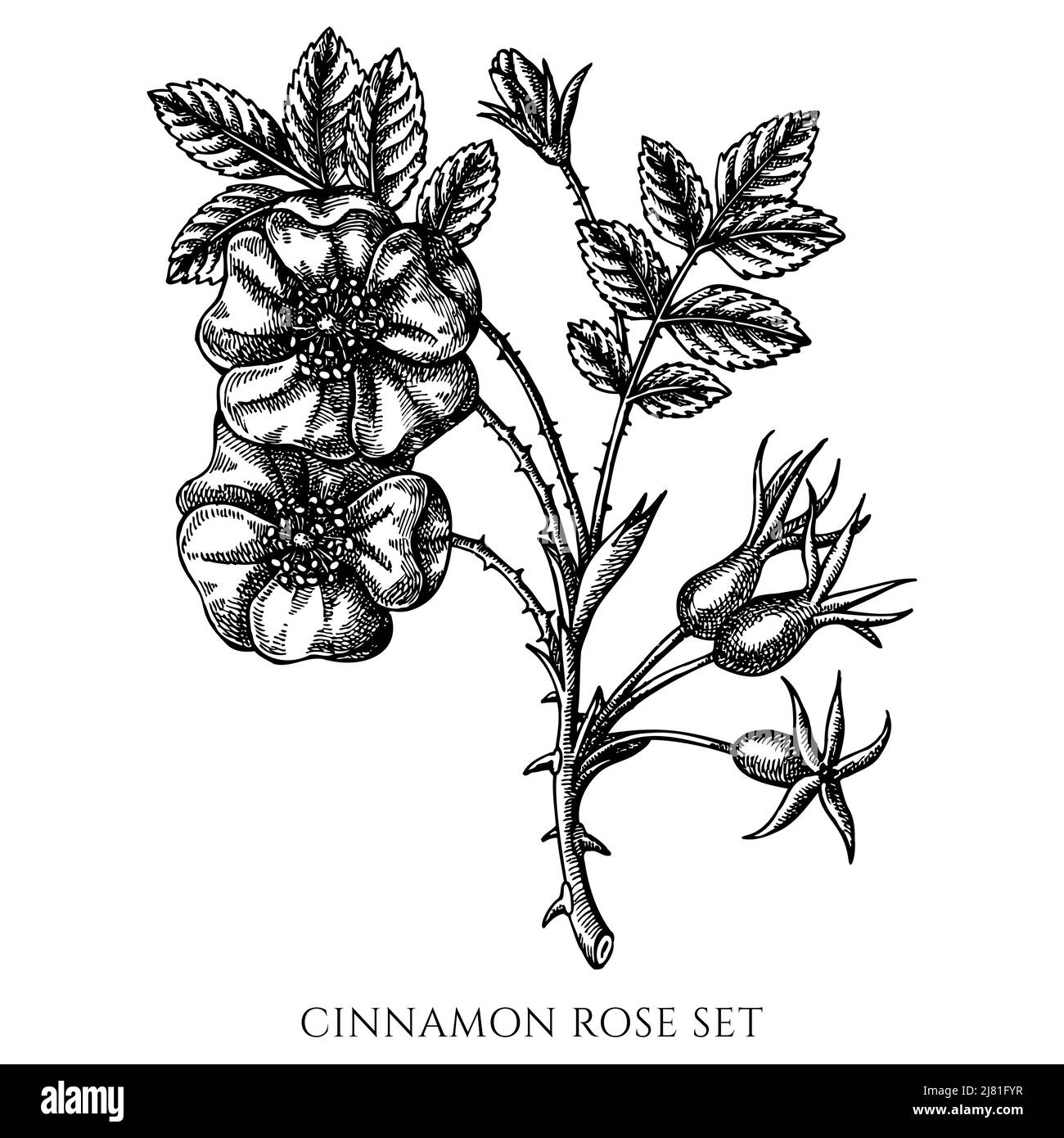 Tea herbs vintage vector illustrations collection. Black and white ...