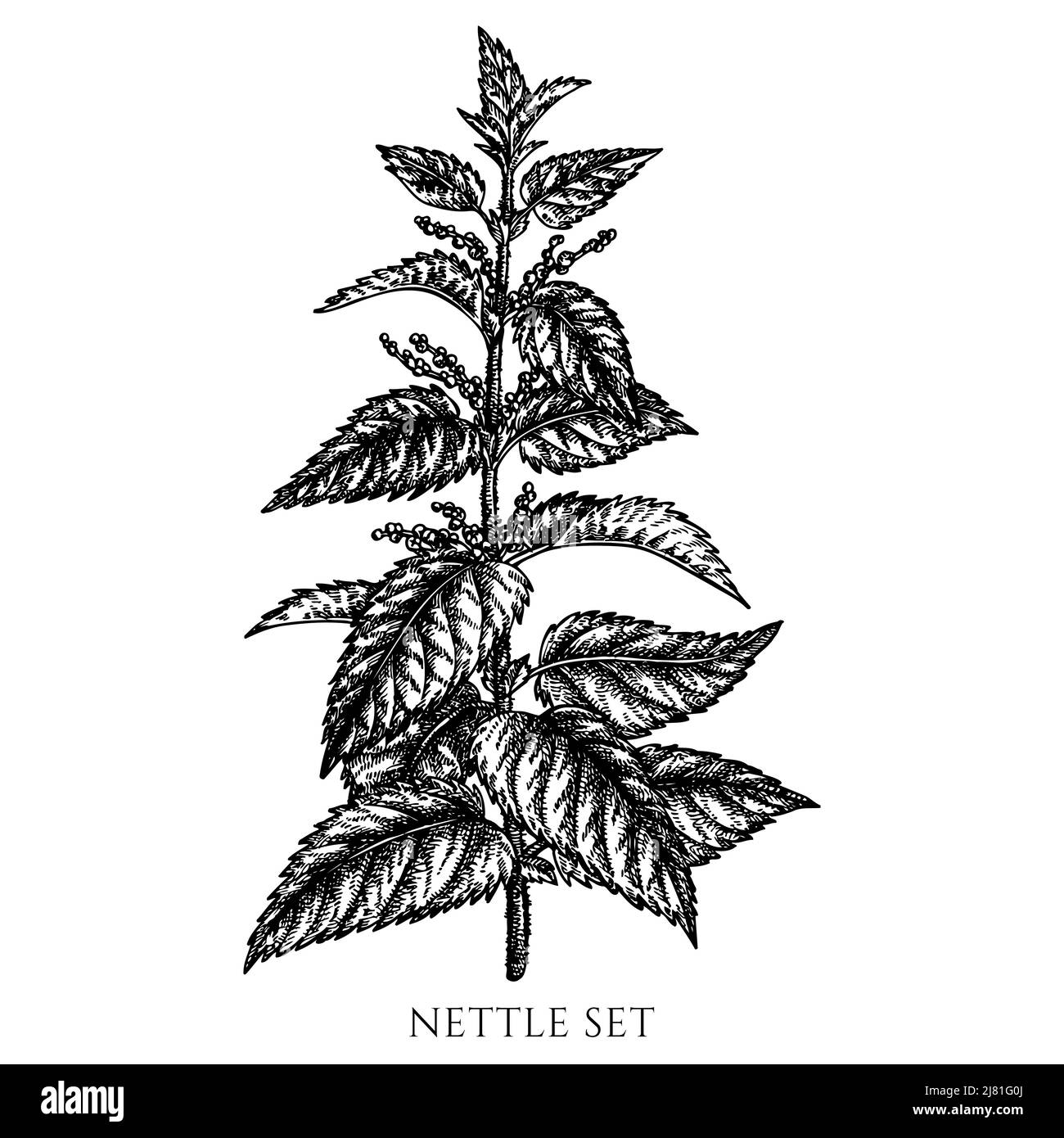 Tea herbs vintage vector illustrations collection. Black and white ...