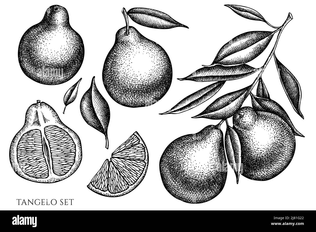 Citrus vintage vector illustrations collection. Black and white tangelo ...