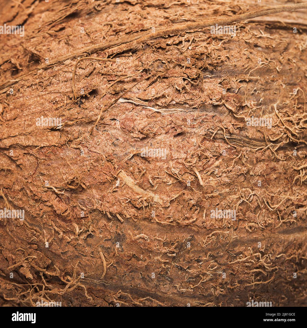 Closeup Macro shoot of coconut surface texture Stock Photo - Alamy