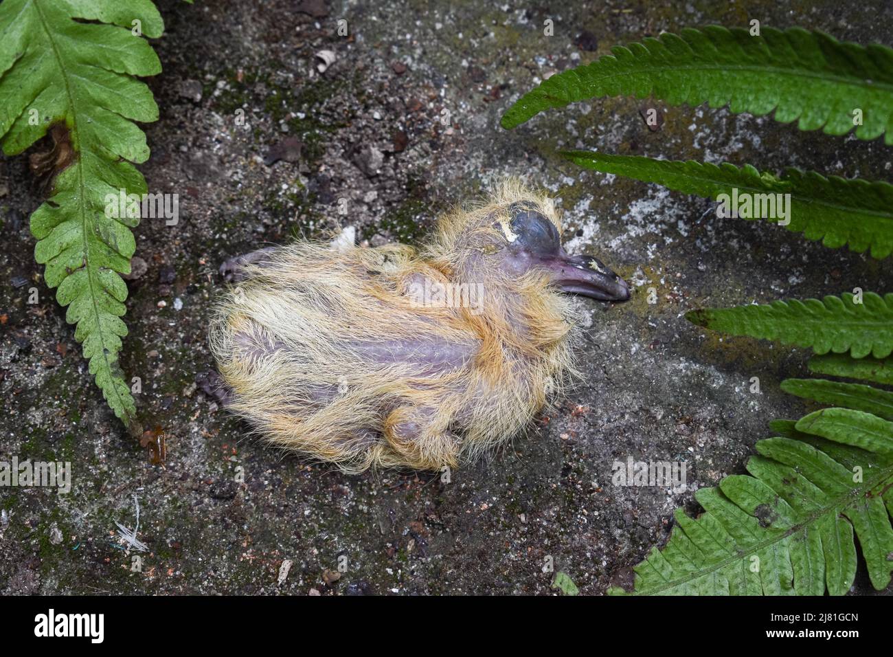 Sudden death of yellow baby bird Stock Photo - Alamy