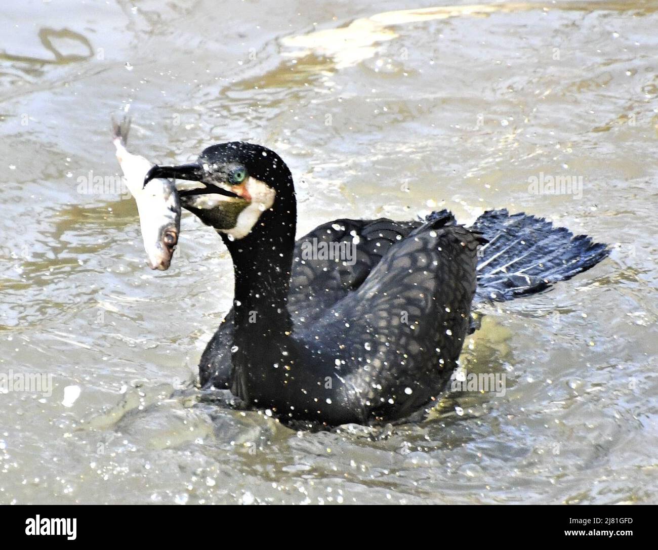 Undated photo shows a great cormorant catching fish at Osaka Tennoji ...