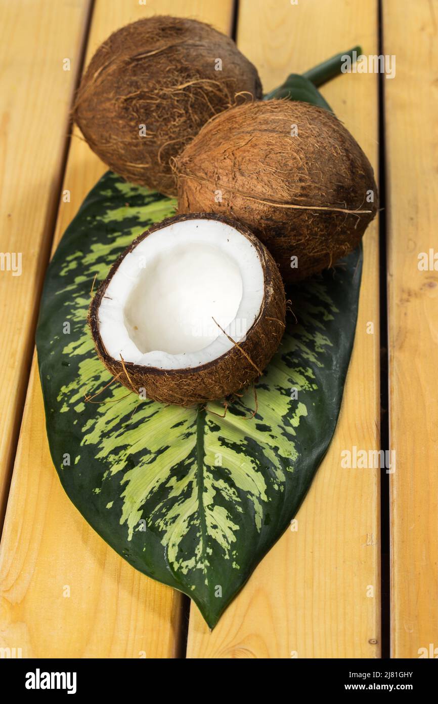 Coco palm leaf closeup hi-res stock photography and images - Alamy