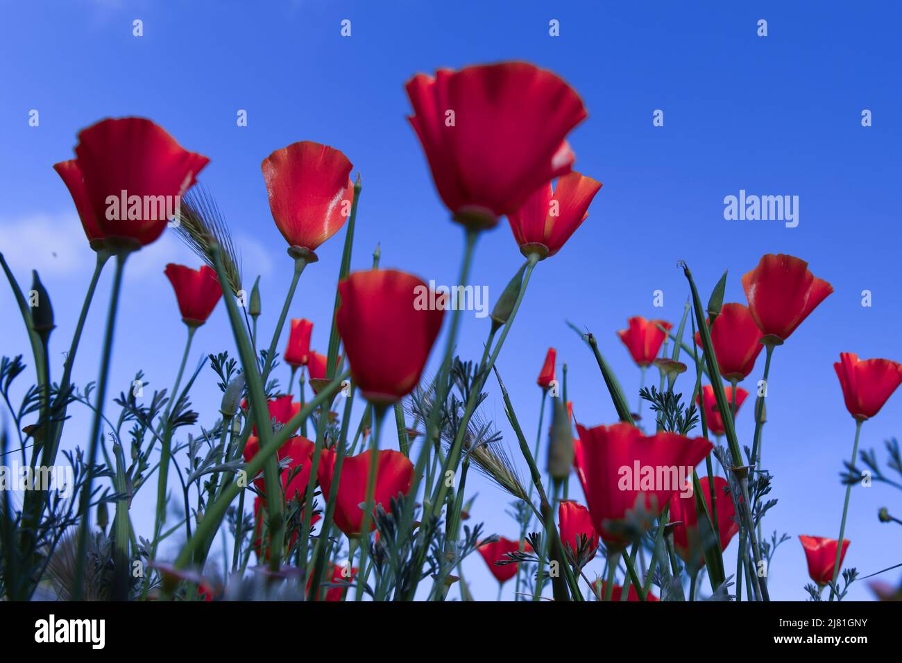 Poppy for Remembrance Day, Memorial Day, Anzac Day in New Zealand ...