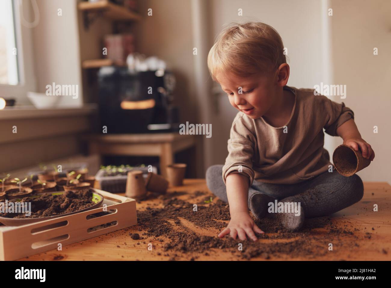 Mess and dirt on a table while little boy is playing with potted ...