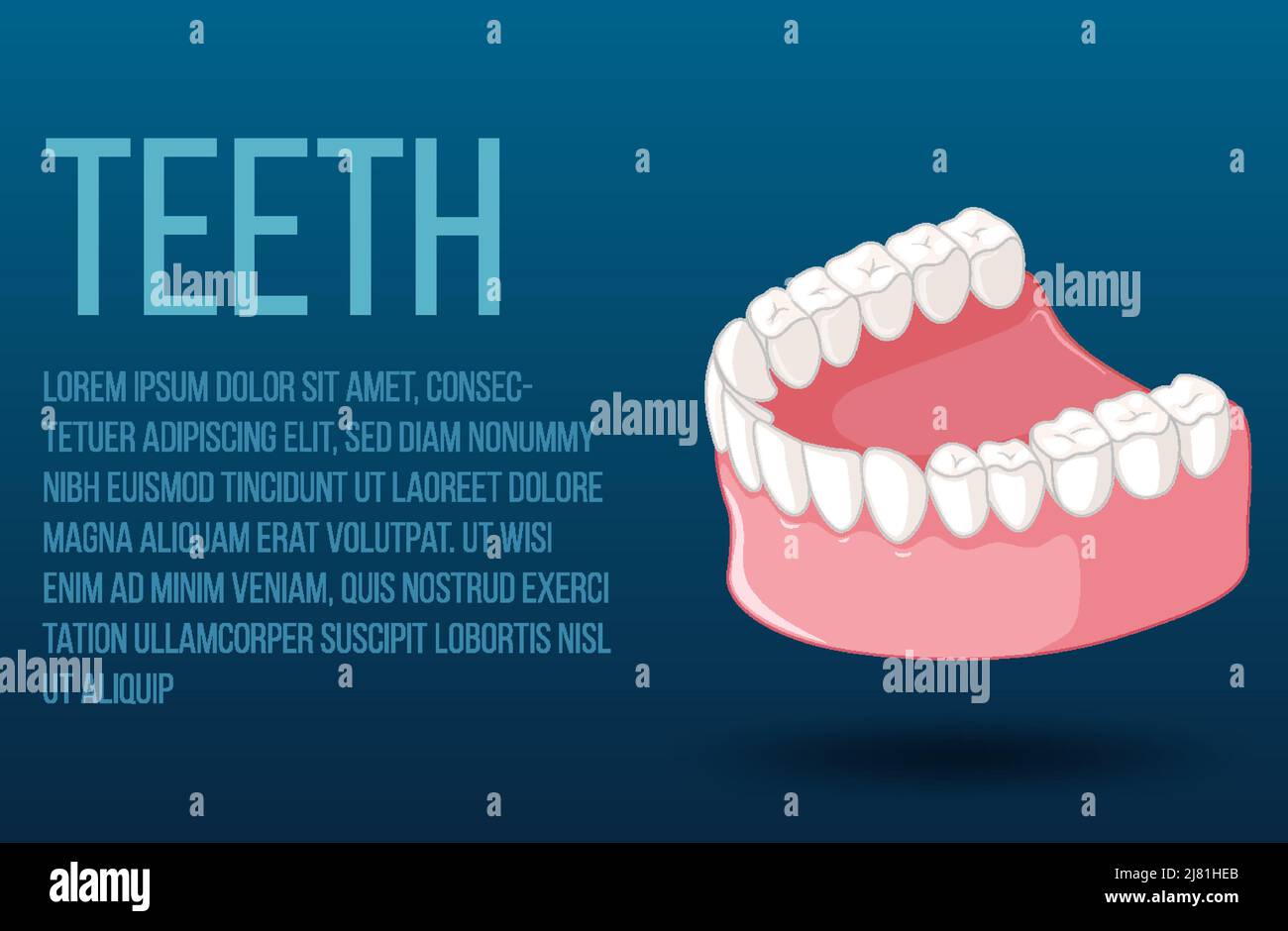 Human jaw with teeth illustration Stock Vector Image & Art - Alamy