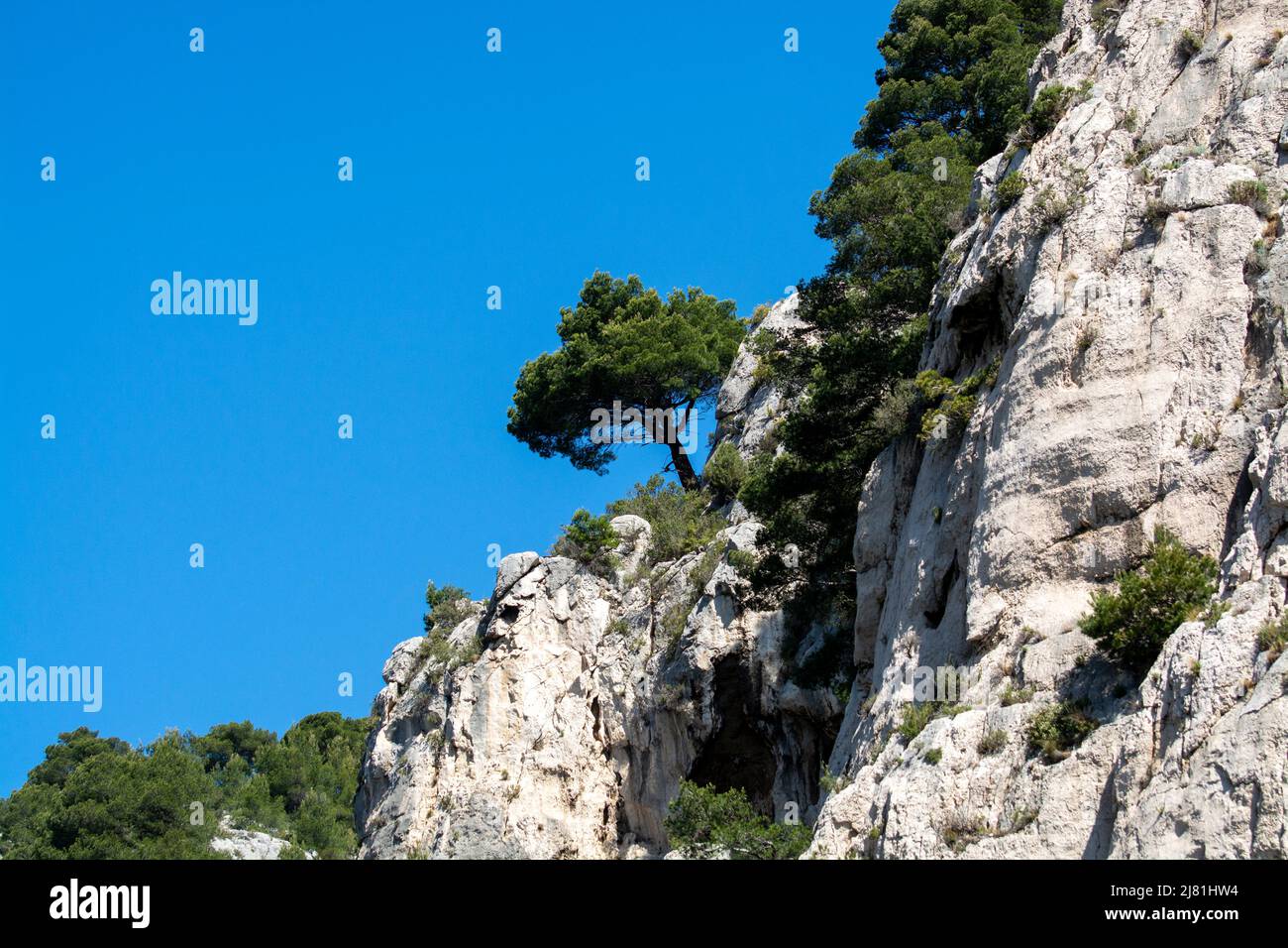 Mediterranean pine trees growing on white limestone rocks and cliffs in ...